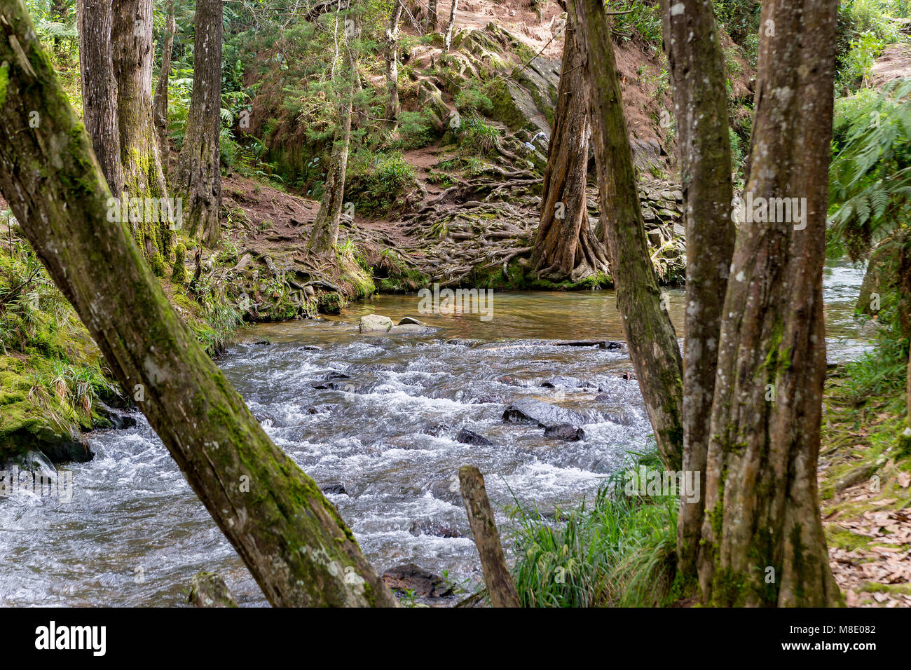 Arvi Park's Natural Landscapes in Medellin Stock Photo - Alamy