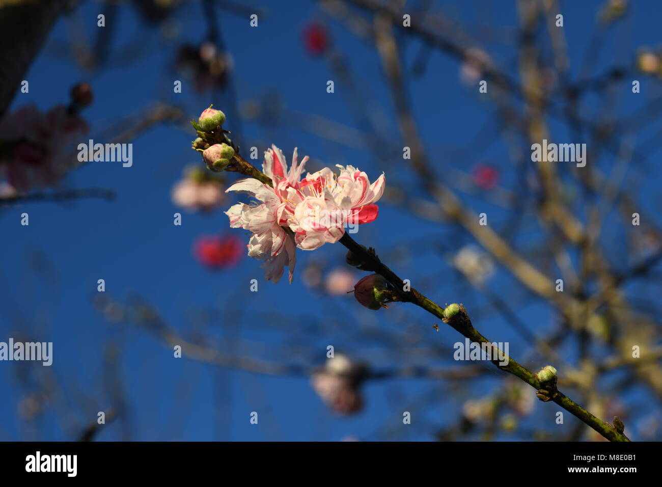 Peppermint Tree Branch with Early Buds Stock Photo - Alamy