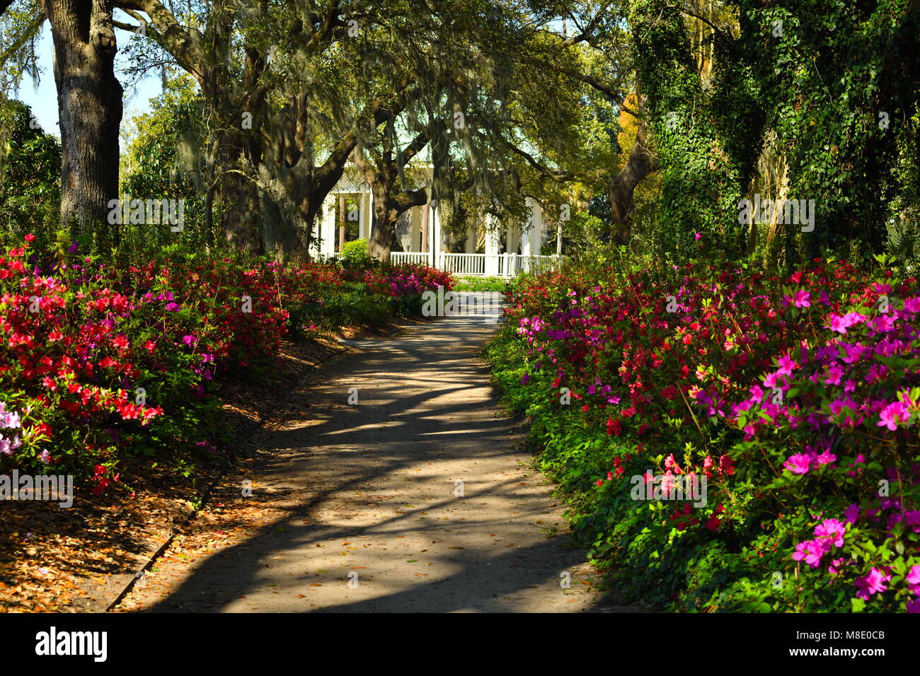 Azaleas Line Walk Path Stock Photo - Alamy