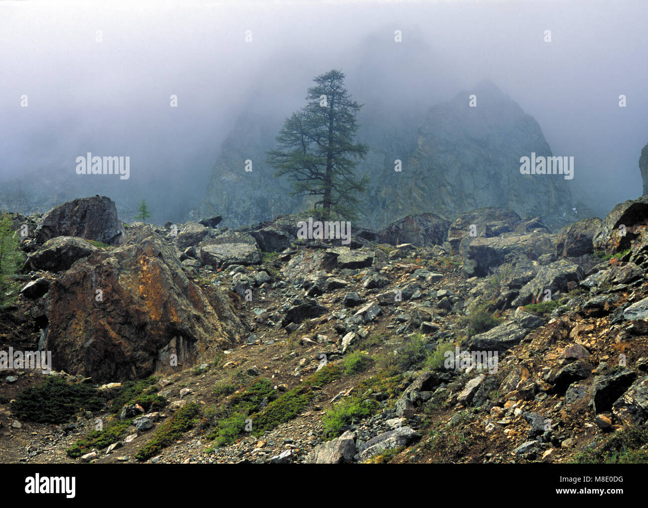 Lonely spruce tree in rocks. Fog. Altai mountains, Russia Stock Photo ...