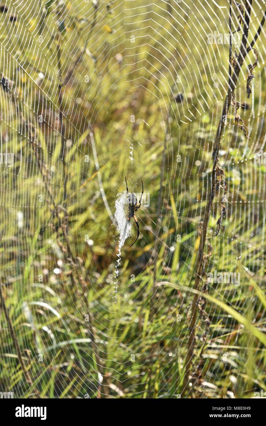 Black and Yellow Garden Spider (Argiope aurantia) or yellow garden ...