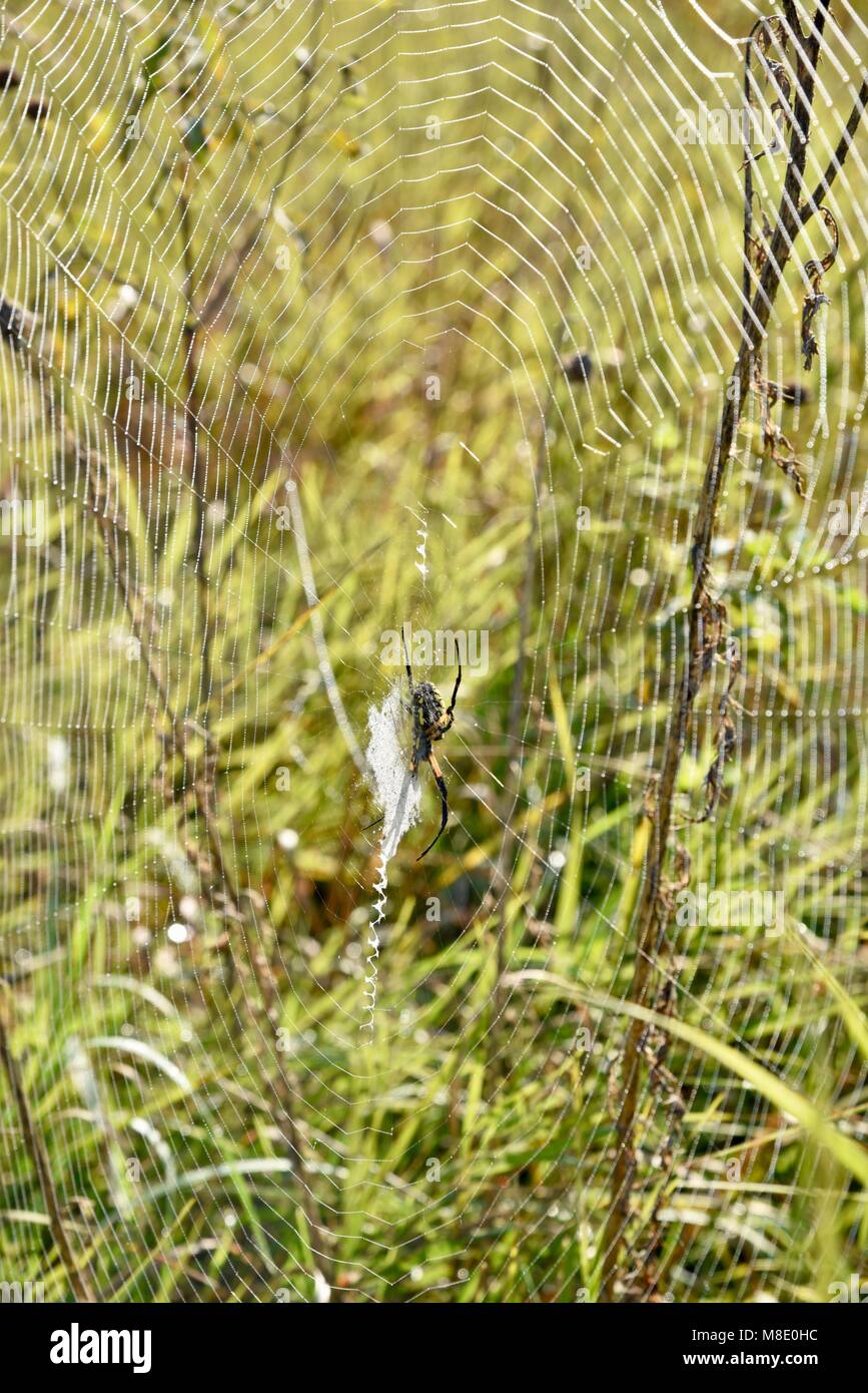 Black and Yellow Garden Spider (Argiope aurantia) or yellow garden ...