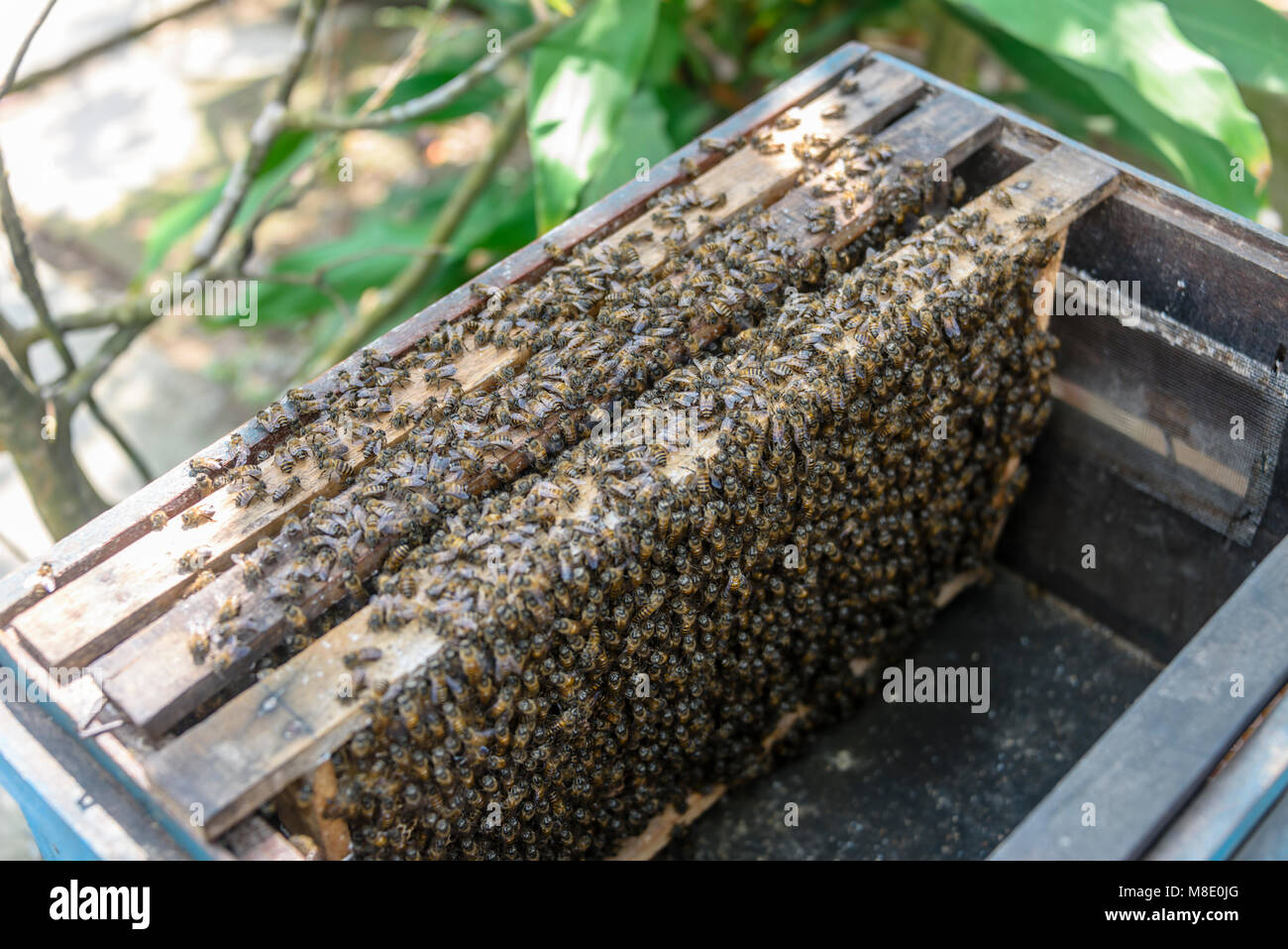 Honeycomb covered in bees in a hive, Vietnam Stock Photo - Alamy