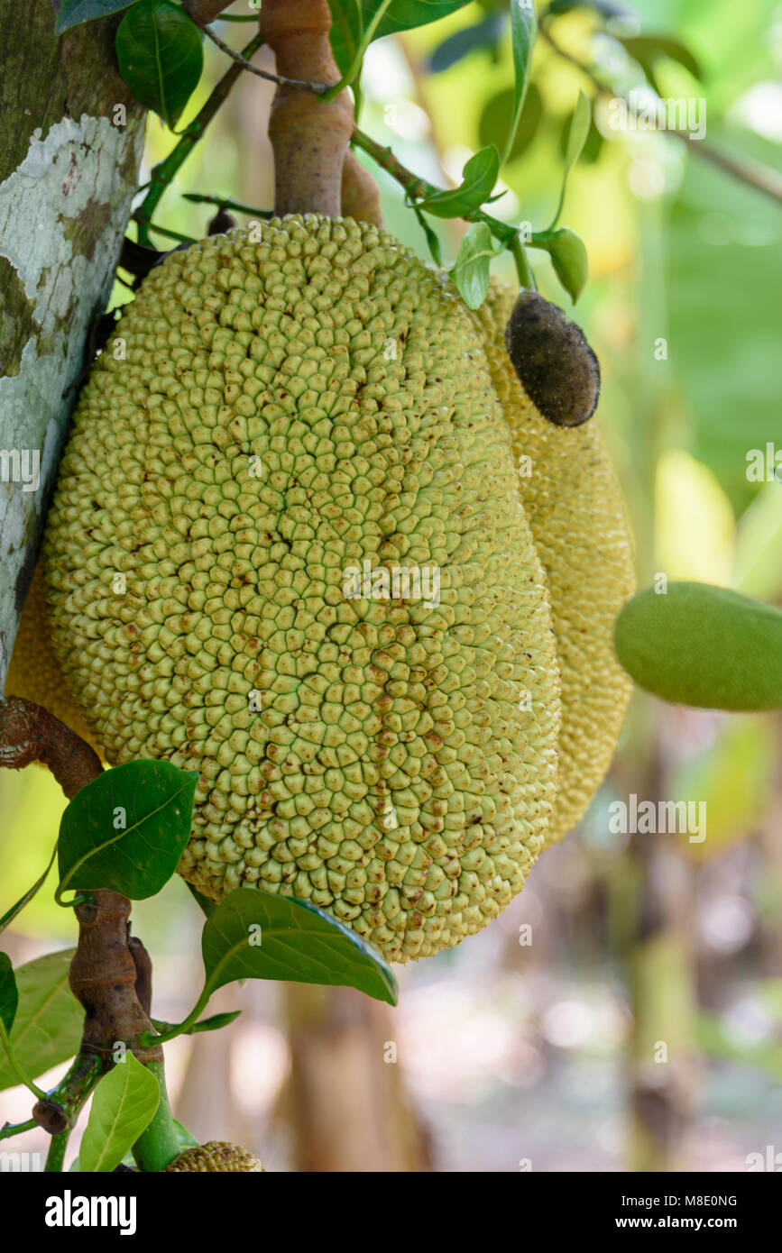 Growing jack fruit hi-res stock photography and images - Alamy
