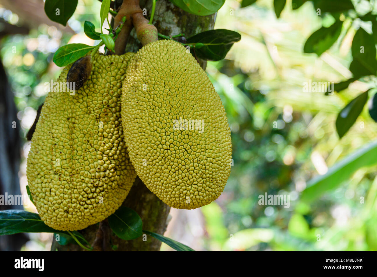 Jackfruit plants hi-res stock photography and images - Alamy