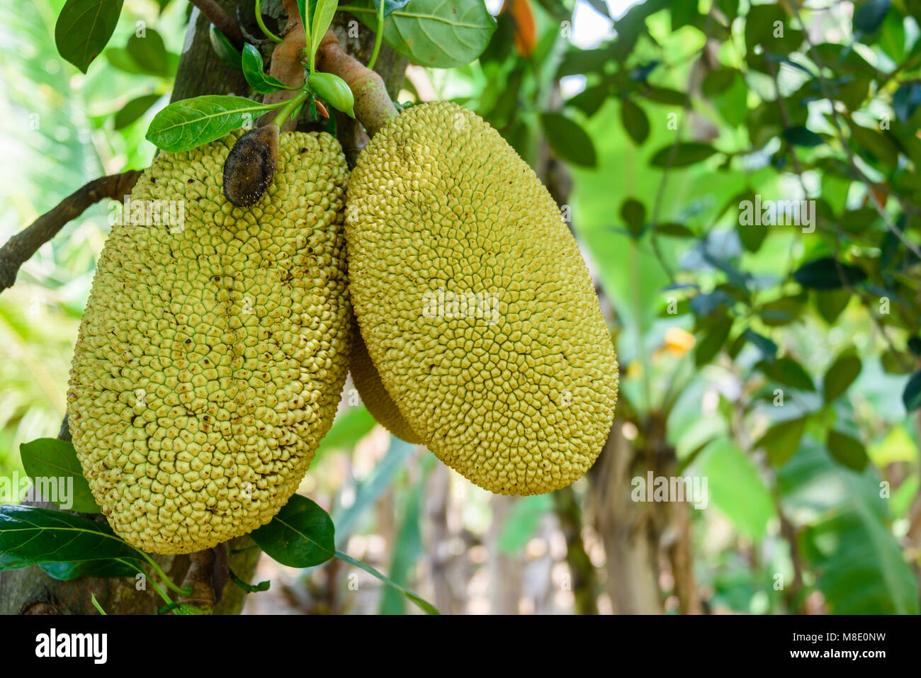Growing jack fruit hi-res stock photography and images - Alamy