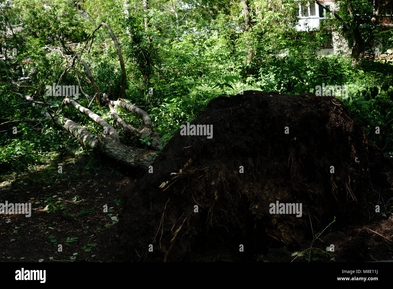 This tree was knocked down by a storm. The tremendous force has brought ...