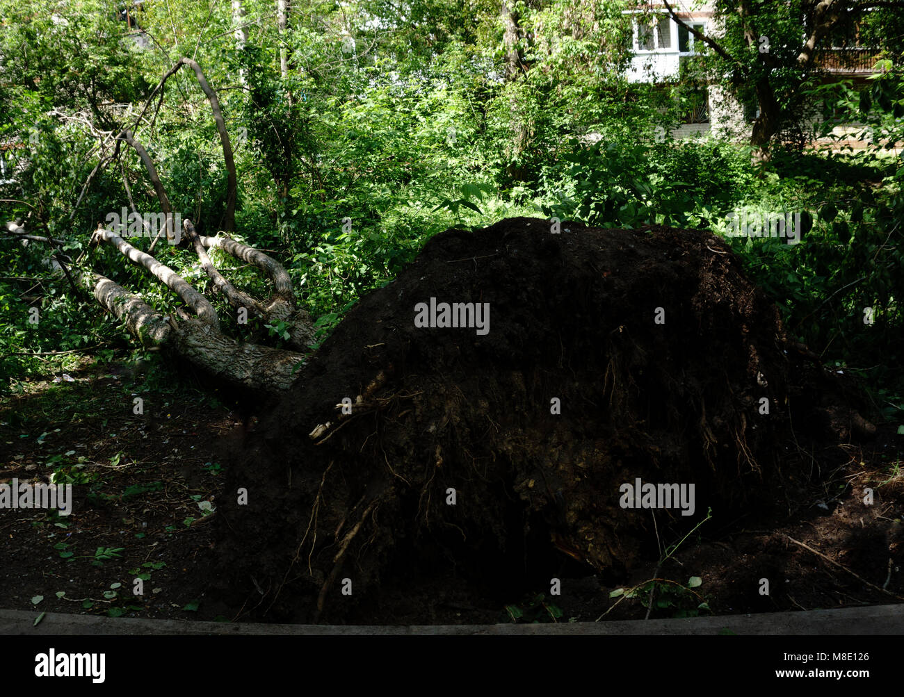 This tree was knocked down by a storm. The tremendous force has brought ...