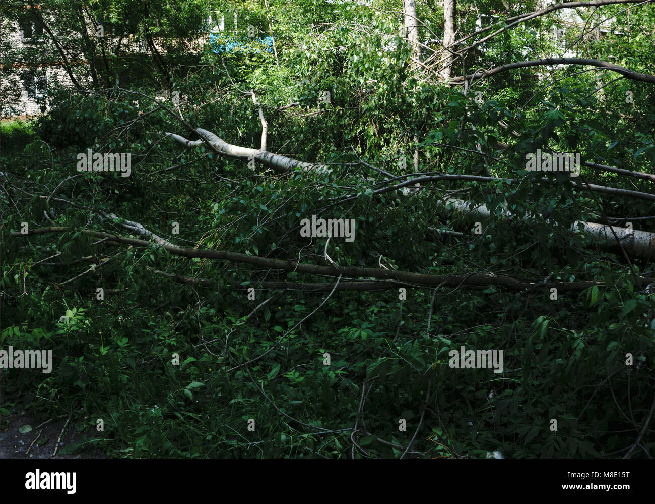 Horizontaltree hi-res stock photography and images - Alamy