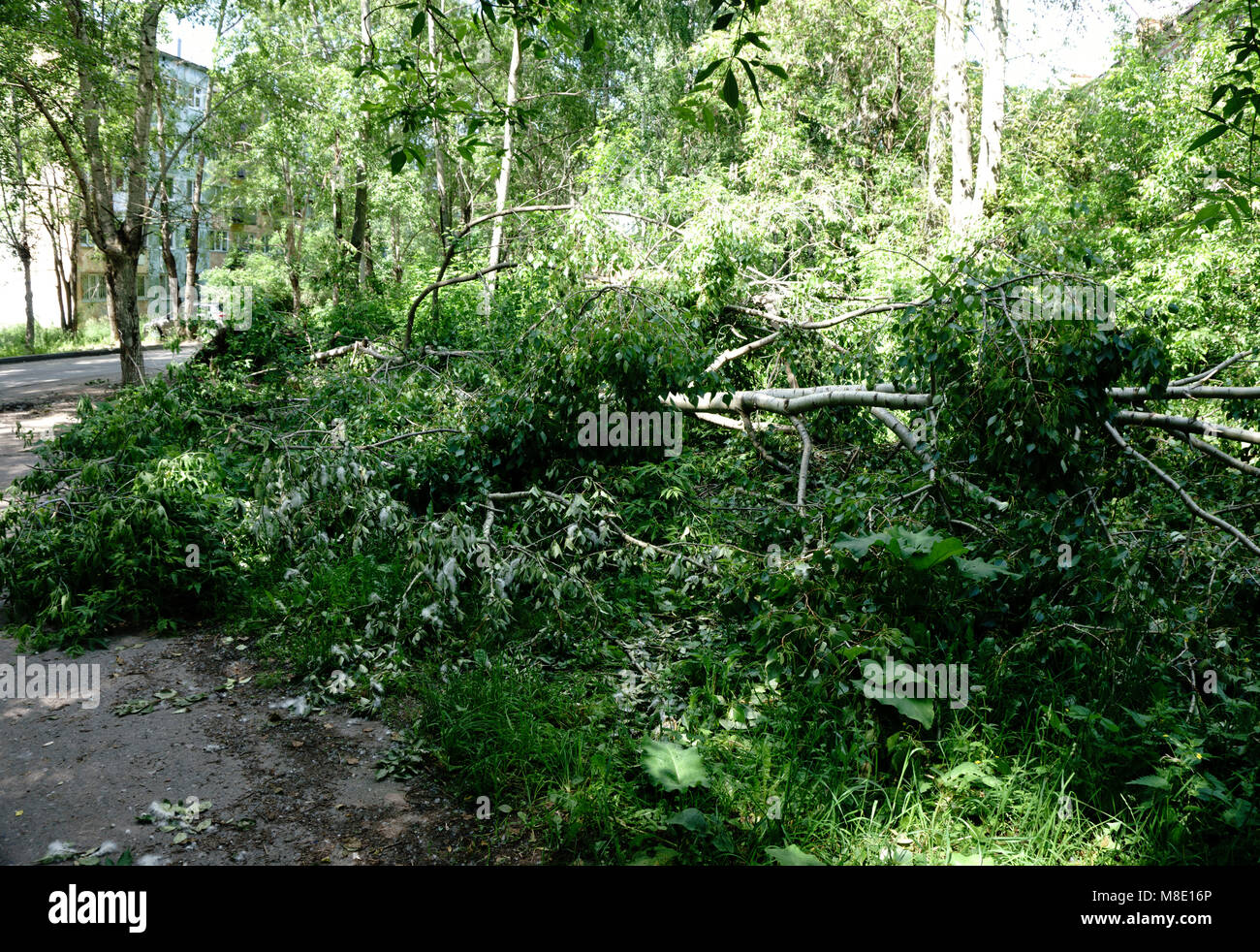 High winds snapped trees in two and knocked down power lines Stock ...