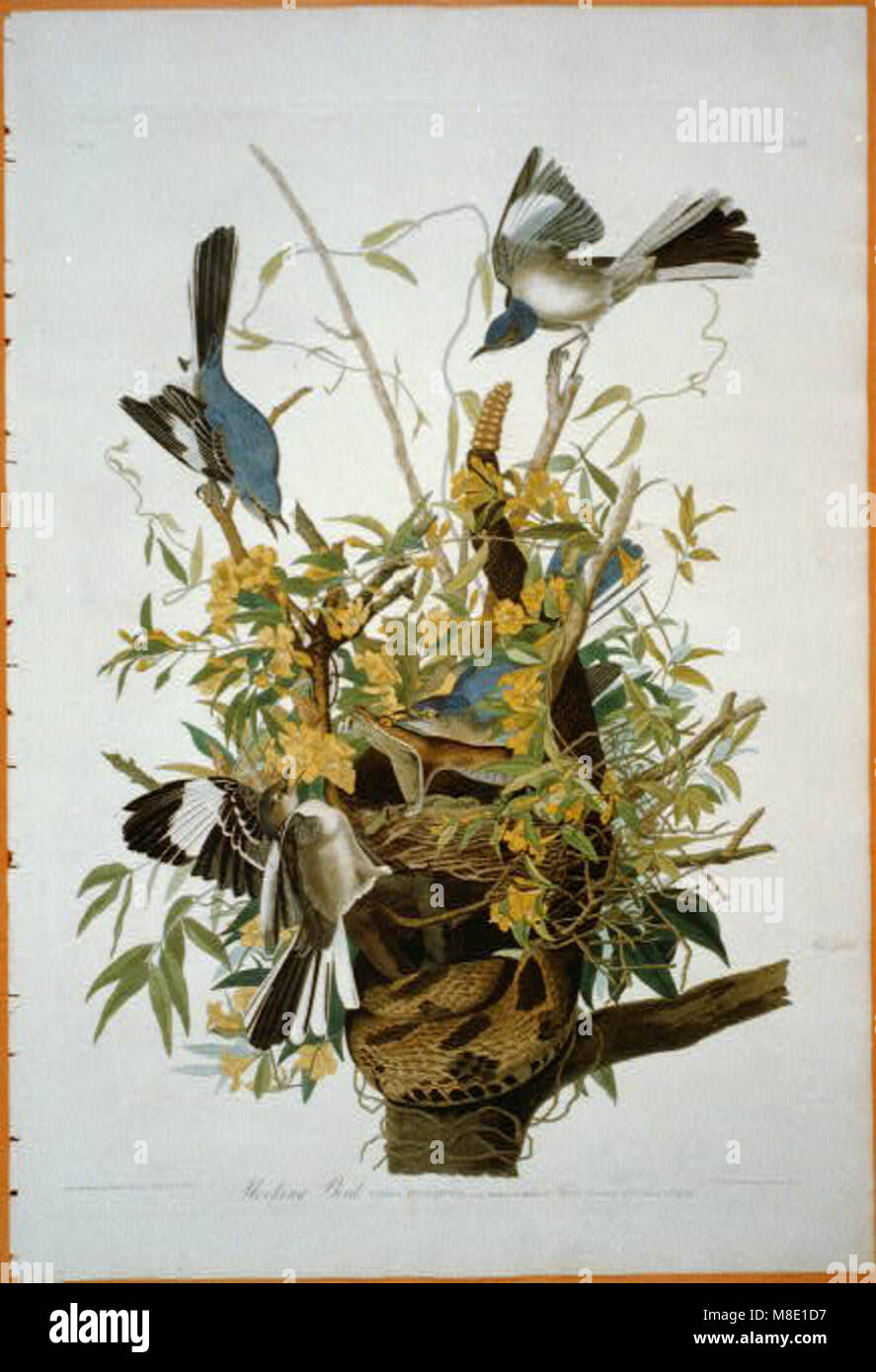 A photograph of a mockingbird, capturing this iconic American songbird ...