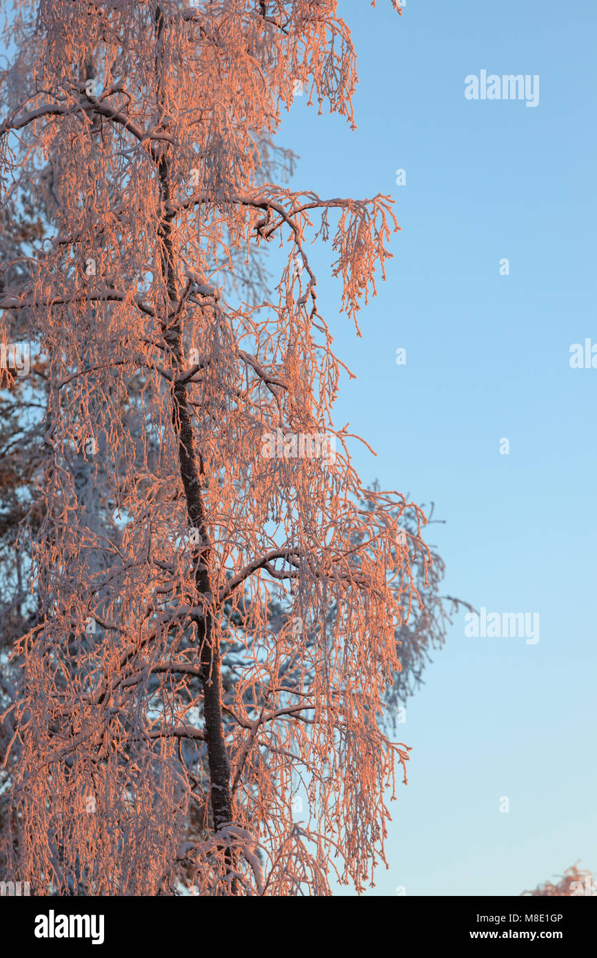 Last sunlight in frosty tree Stock Photo - Alamy