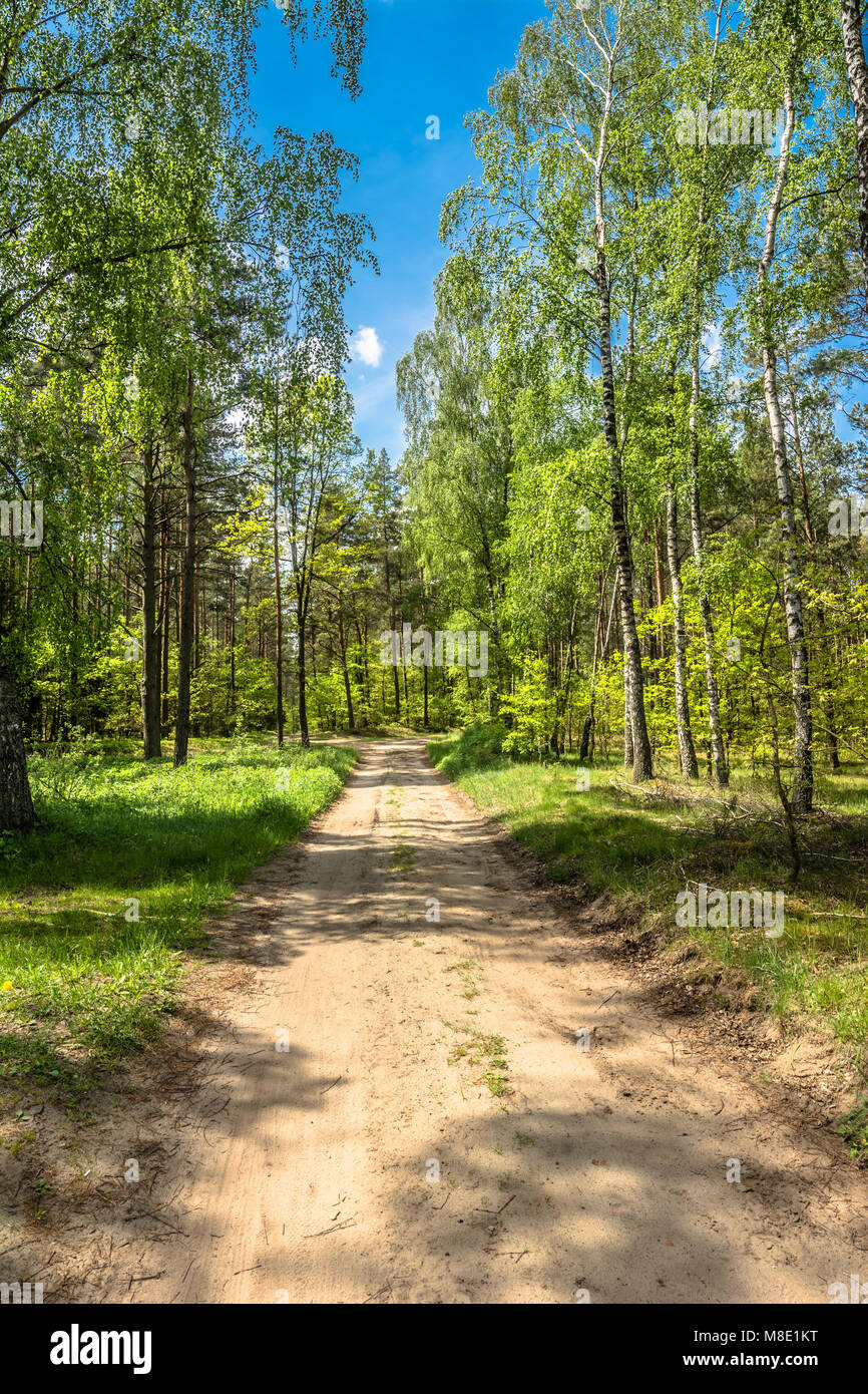 Beautiful landscape road conifer hi-res stock photography and images ...