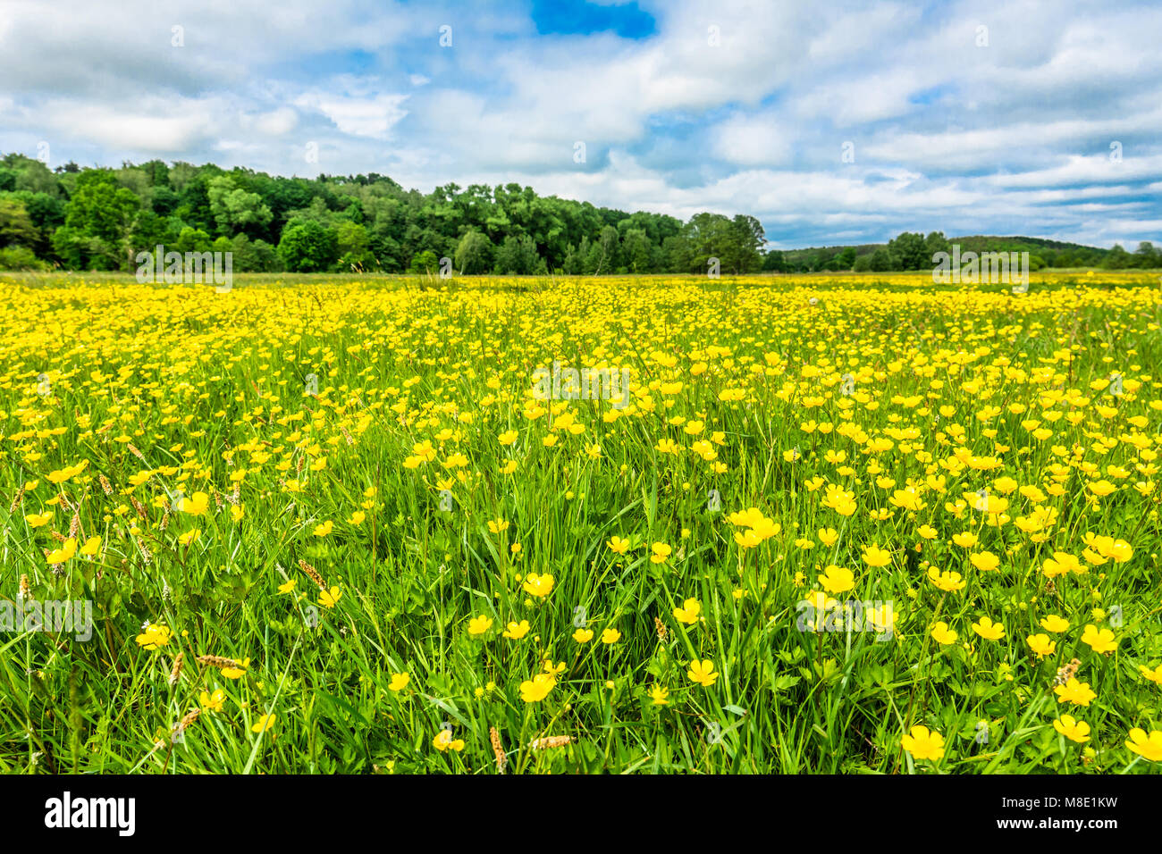 Yellow meadow with flowers in spring, landscape Stock Photo - Alamy