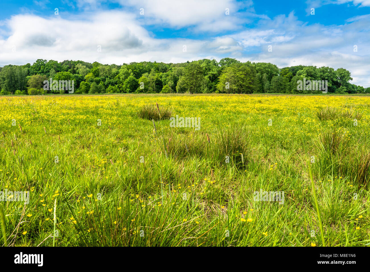 Forest and meadow with wild flowers in spring, landscape Stock Photo ...