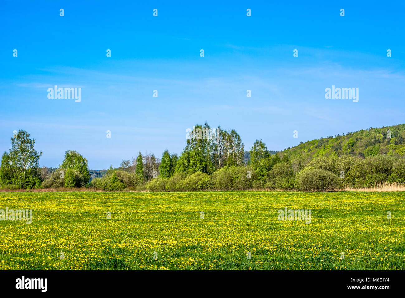 Green spring landscape with field of dandelion, flowers on meadow with ...