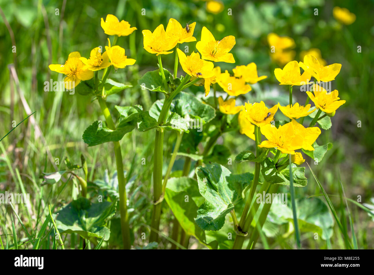 Yellow flowers on spring meadow, marsh marigolds blooming on wetlands ...