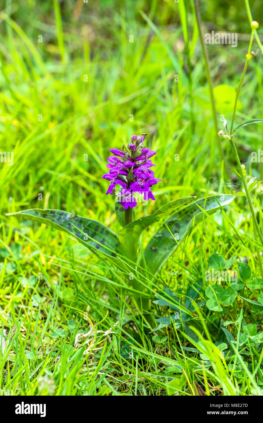 Wild orchid on meadow, spring flowers Stock Photo - Alamy