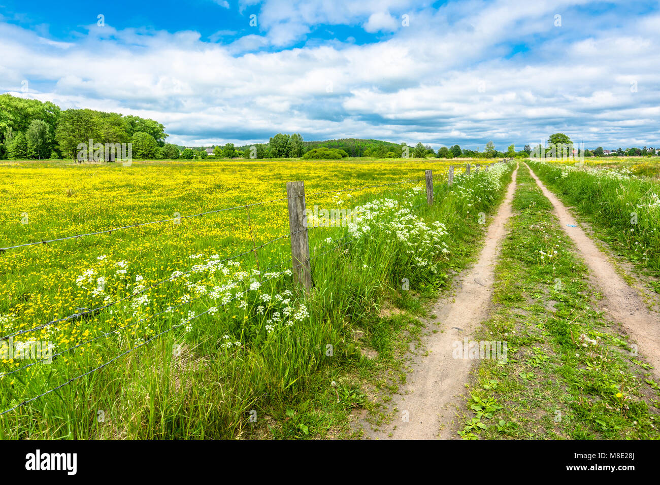 Dirt road through field of flowers in spring, landscape Stock Photo - Alamy