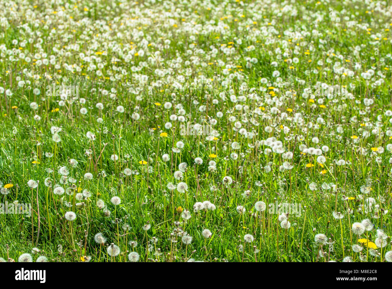 Field of dandelions in spring green grass. Many seeds of blowballs ...