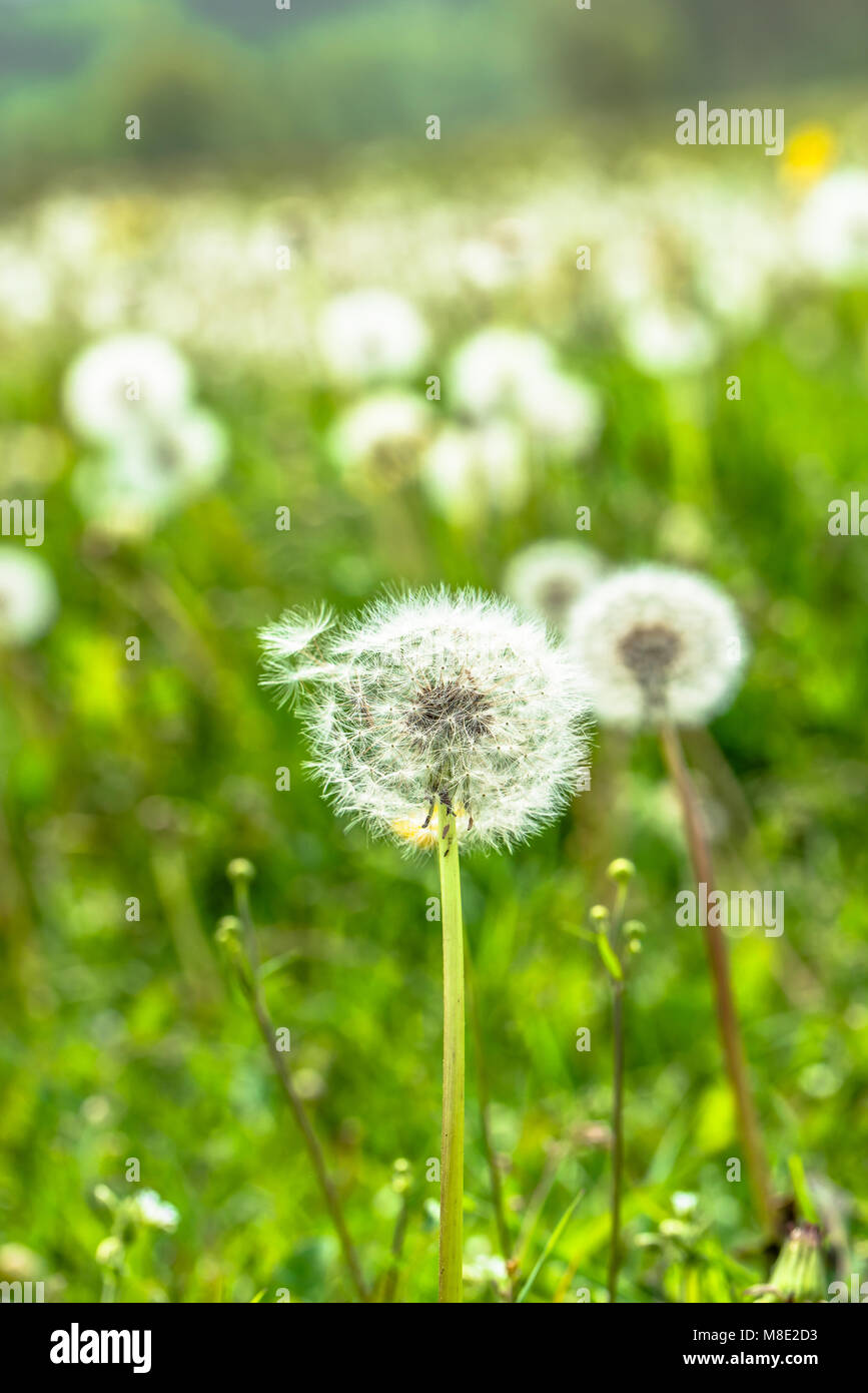 Spring dandelion seeds on field, blurred background Stock Photo - Alamy