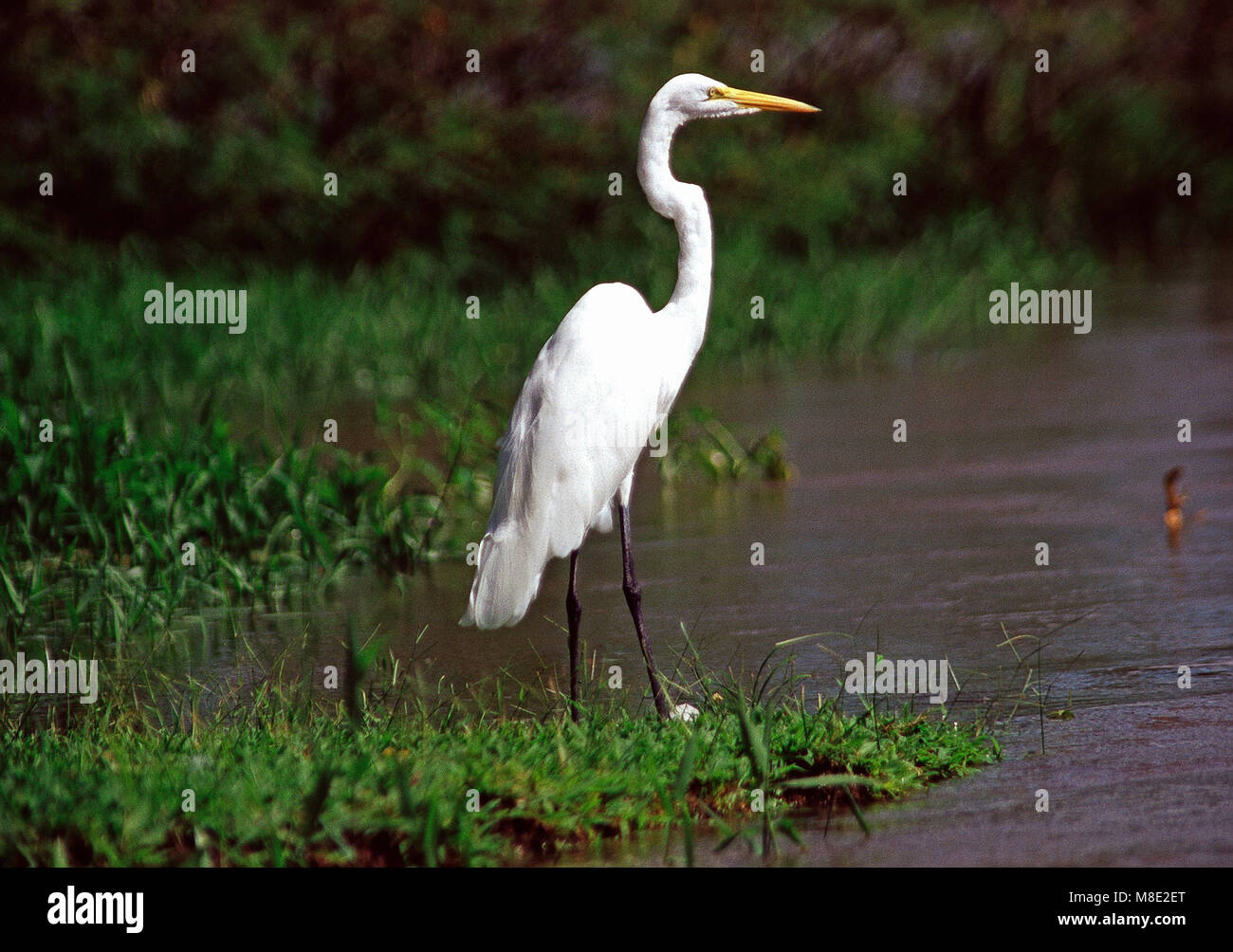 Great white egret,Costa Rica Stock Photo - Alamy