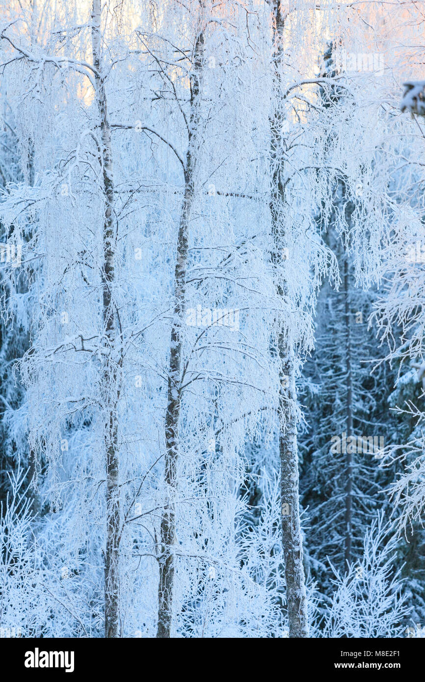 Frost covered birch trees hi-res stock photography and images - Alamy
