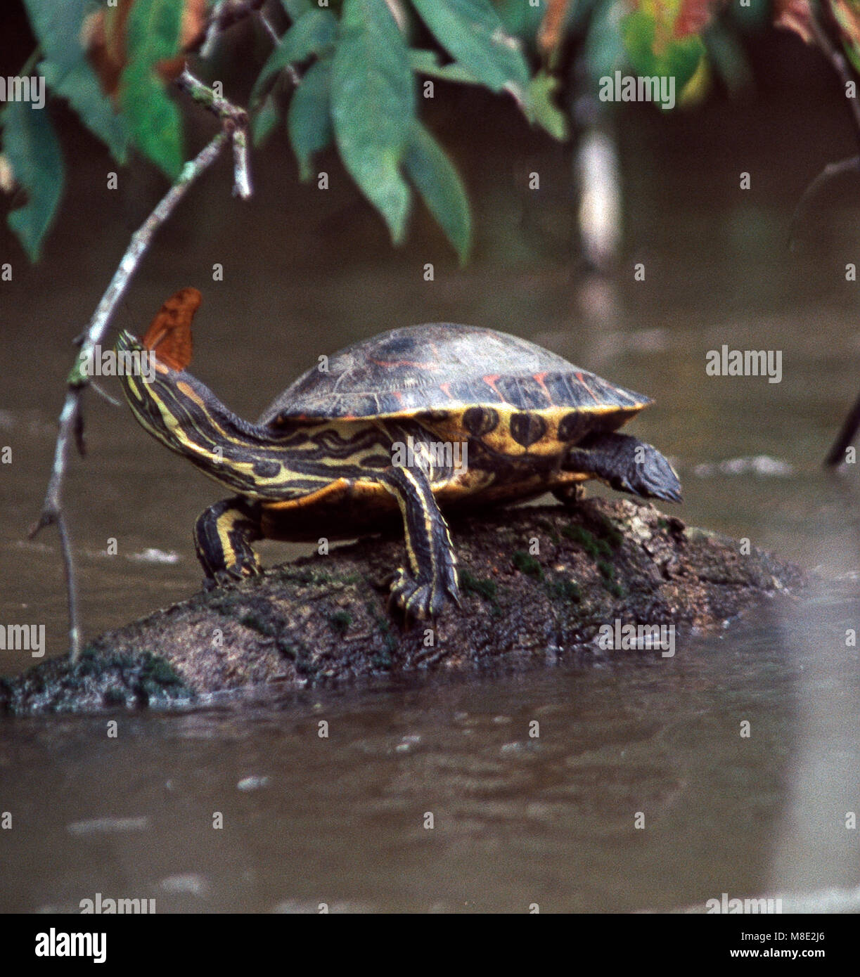 Black River Turtle,Costa Rica Stock Photo - Alamy