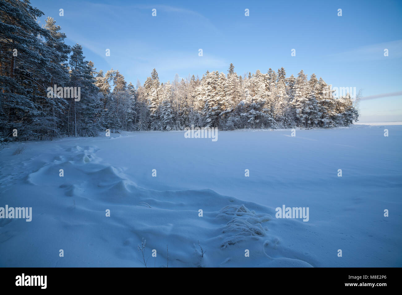 Frozen lake shore and snow covered forest Stock Photo - Alamy