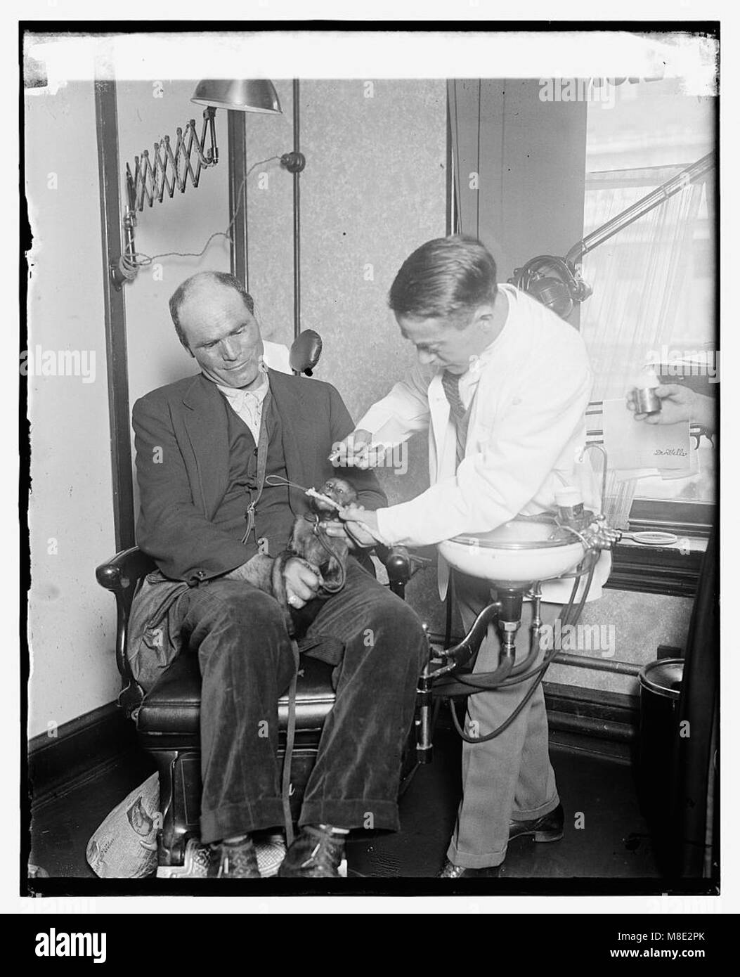 This image depicts a scene where a monkey’s teeth are being pulled, a ...