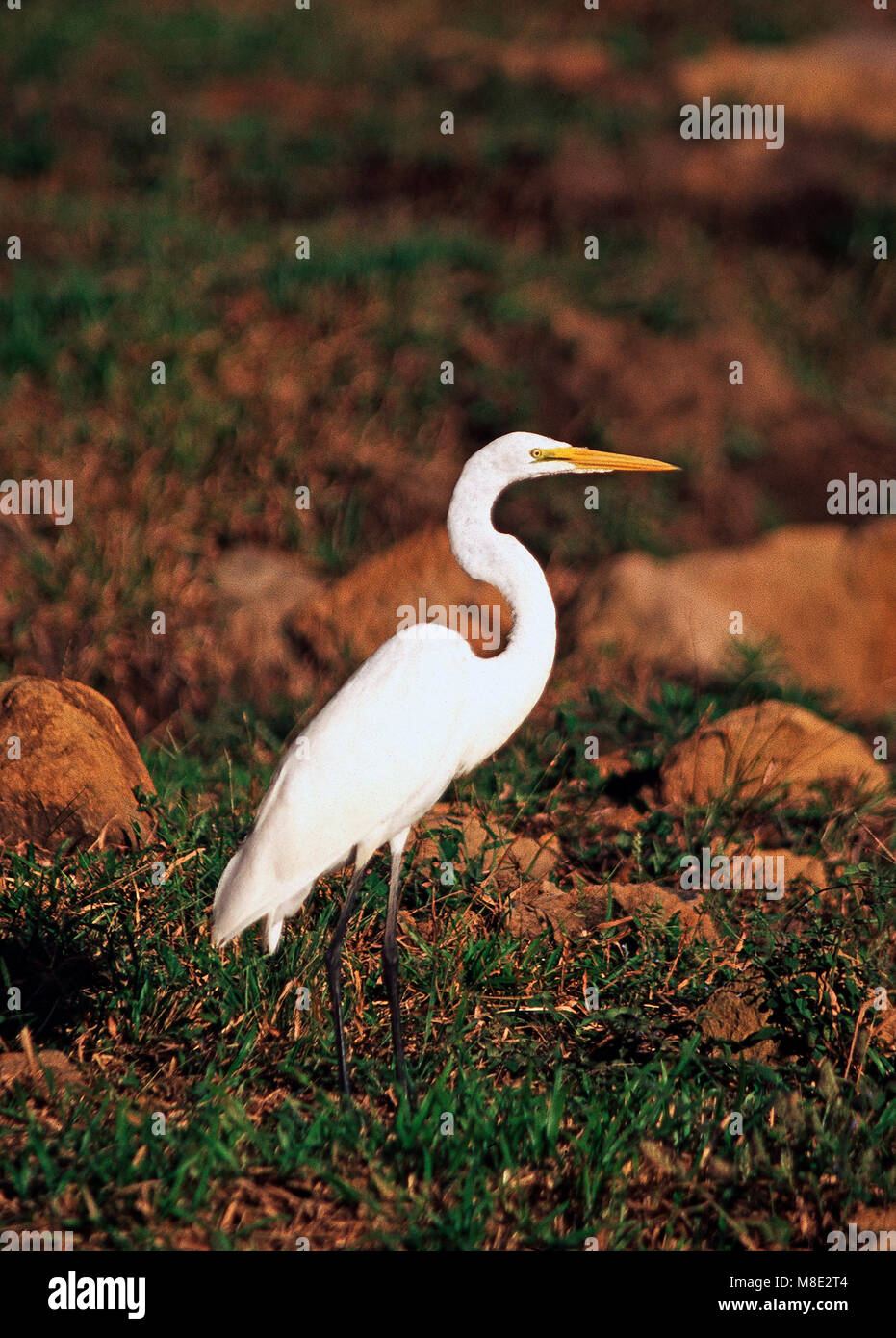 Great white egret,Costa Rica Stock Photo - Alamy