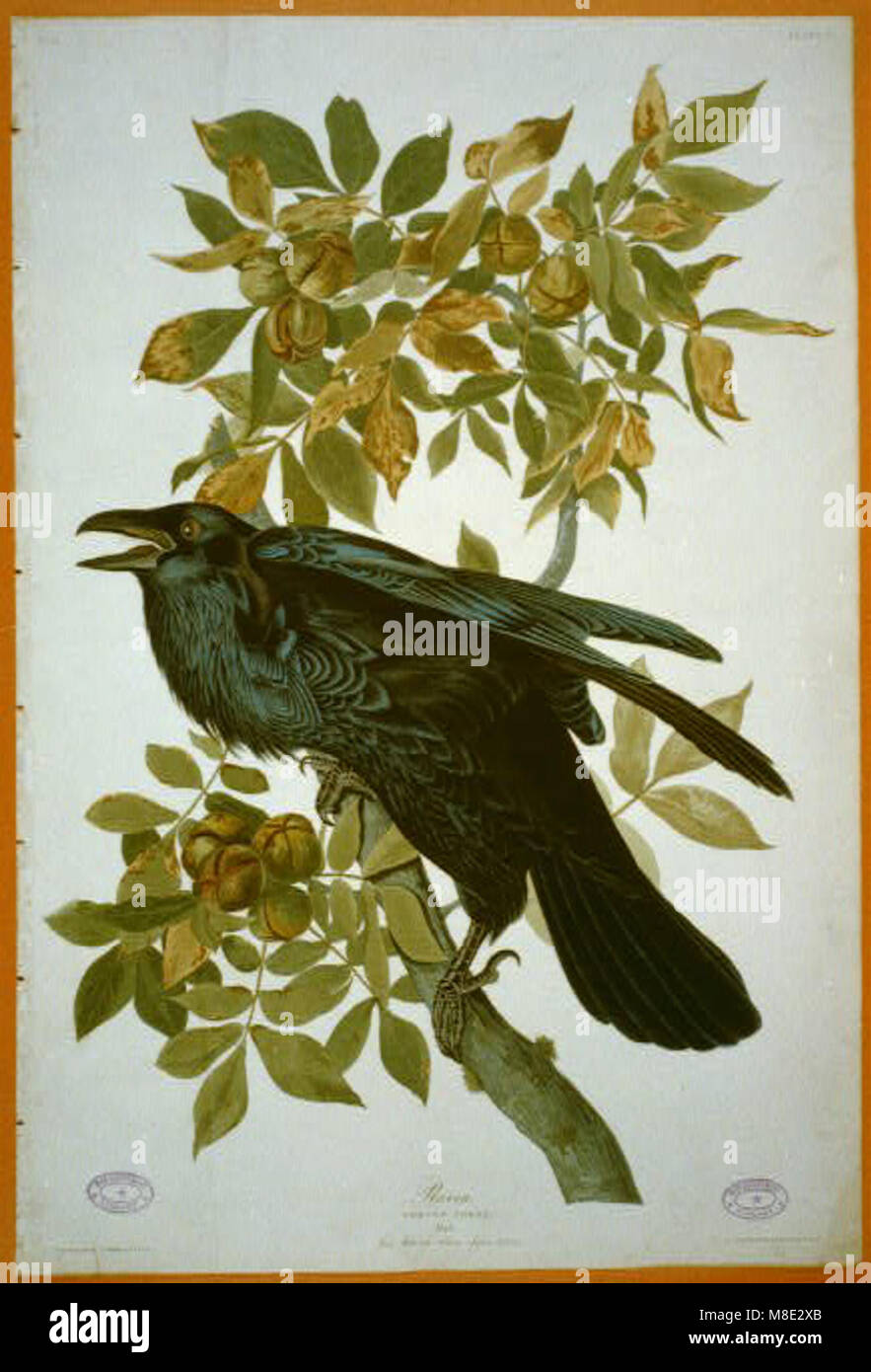 A depiction of a raven, which could symbolize cultural or natural ...