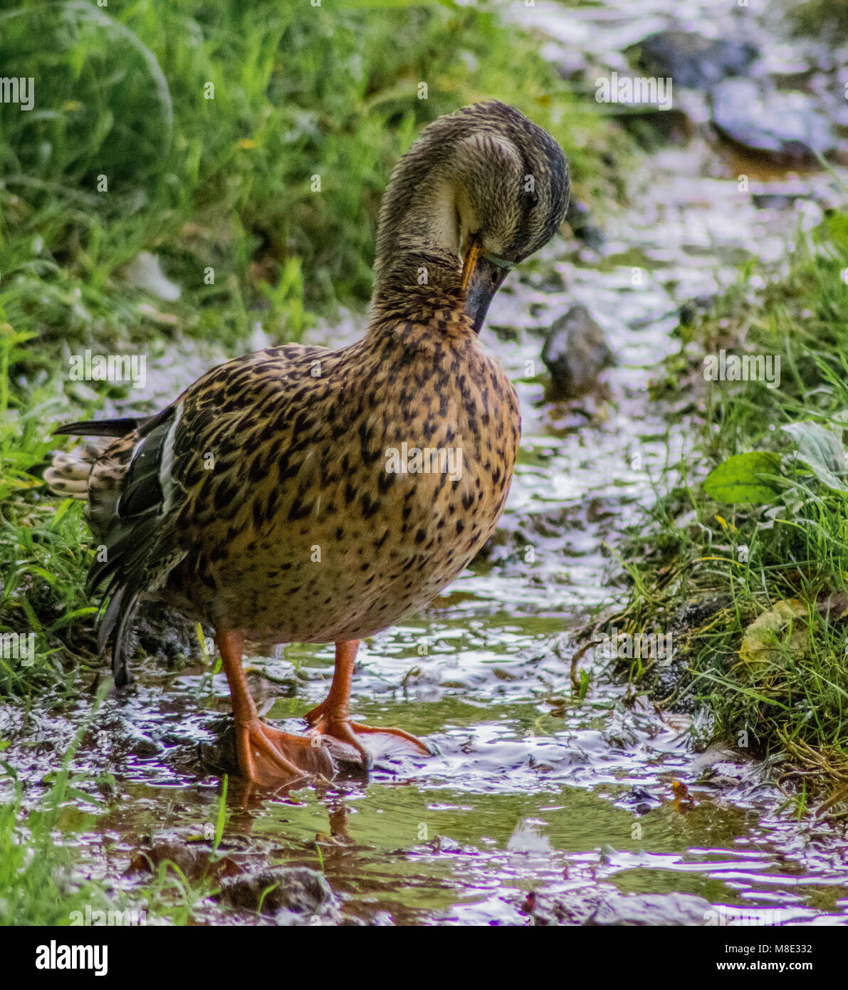 Bathing Duck in Stream Stock Photo - Alamy