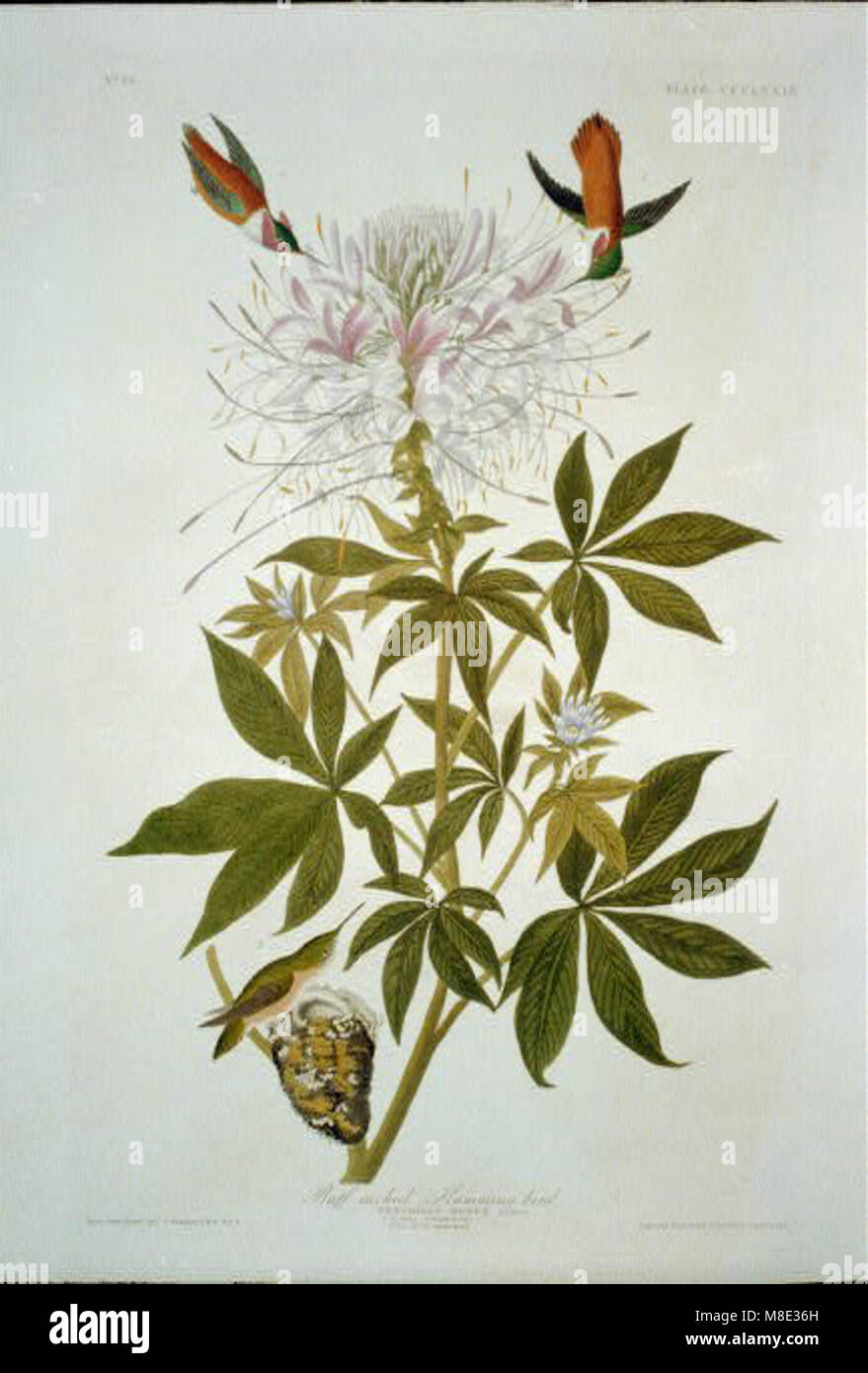 A ruff-necked hummingbird captured in flight, showcasing its ...