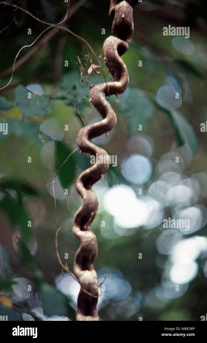 Entada gigas hi-res stock photography and images - Alamy