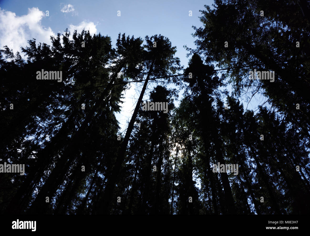 the canopy of Tall trees. Sunlight in the deciduous forest, Summer ...