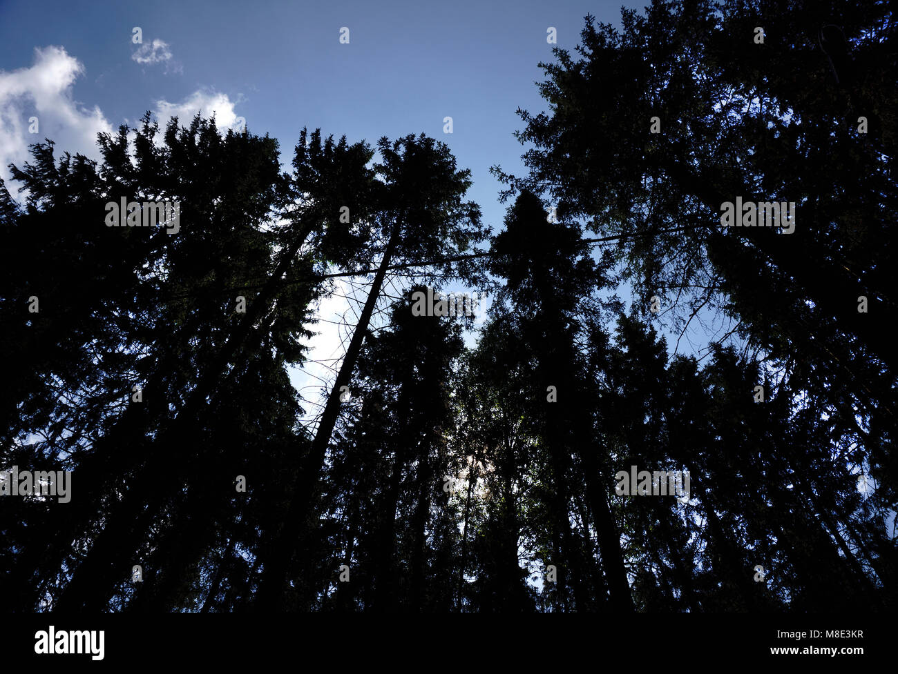 Low angle view of tall trees Stock Photo - Alamy