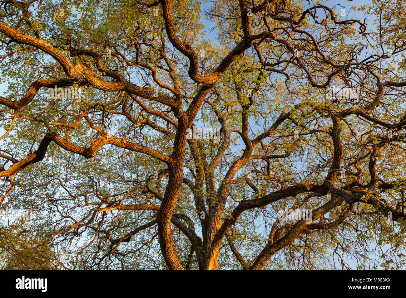 Curl tree hi-res stock photography and images - Alamy