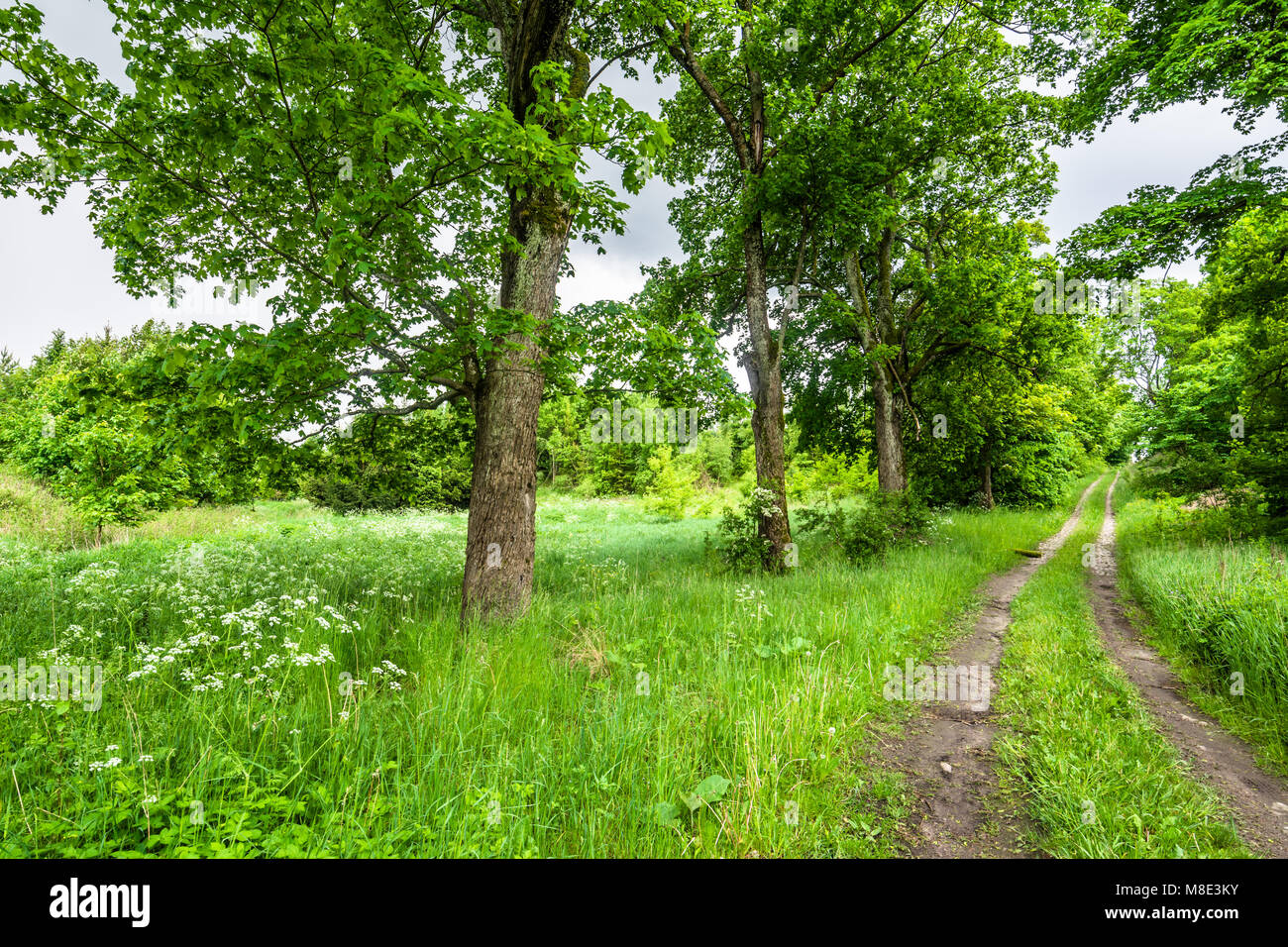 Countryside landscape of road and trees in the summer Stock Photo - Alamy
