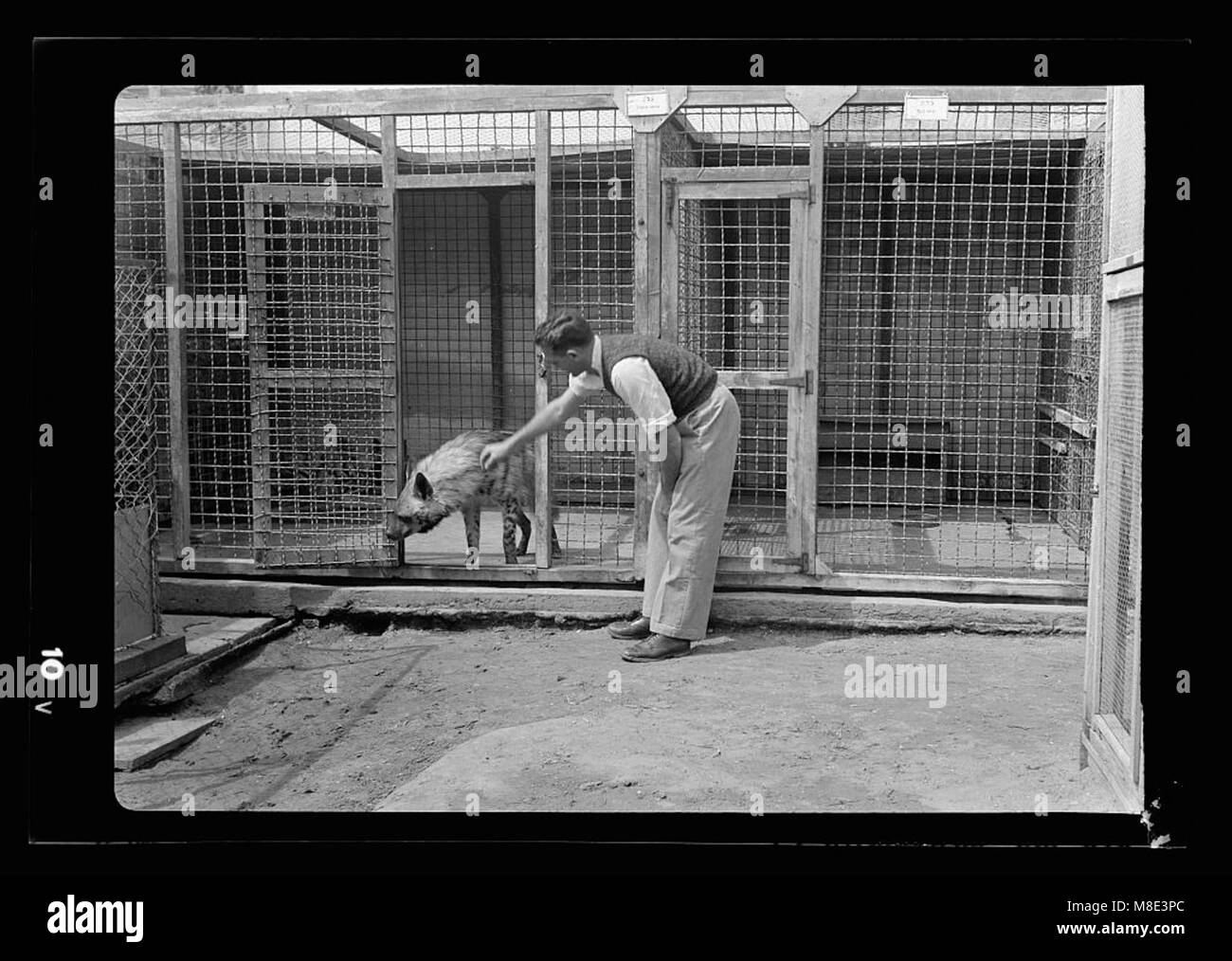 A photograph taken at the Tel Aviv Zoo, showing a man interacting with ...