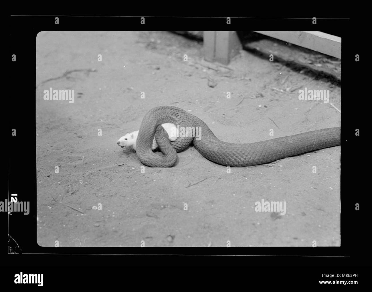 An image from the Tel Aviv Zoo depicting a rat caught by a snake, which ...