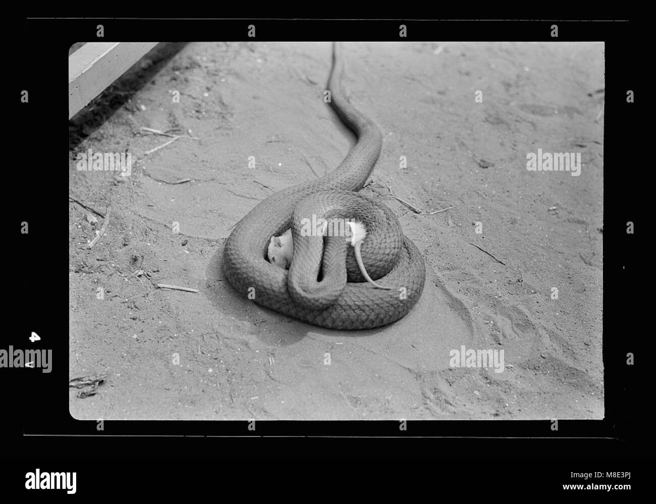 This image from the Tel Aviv Zoo captures the dramatic moment of a ...