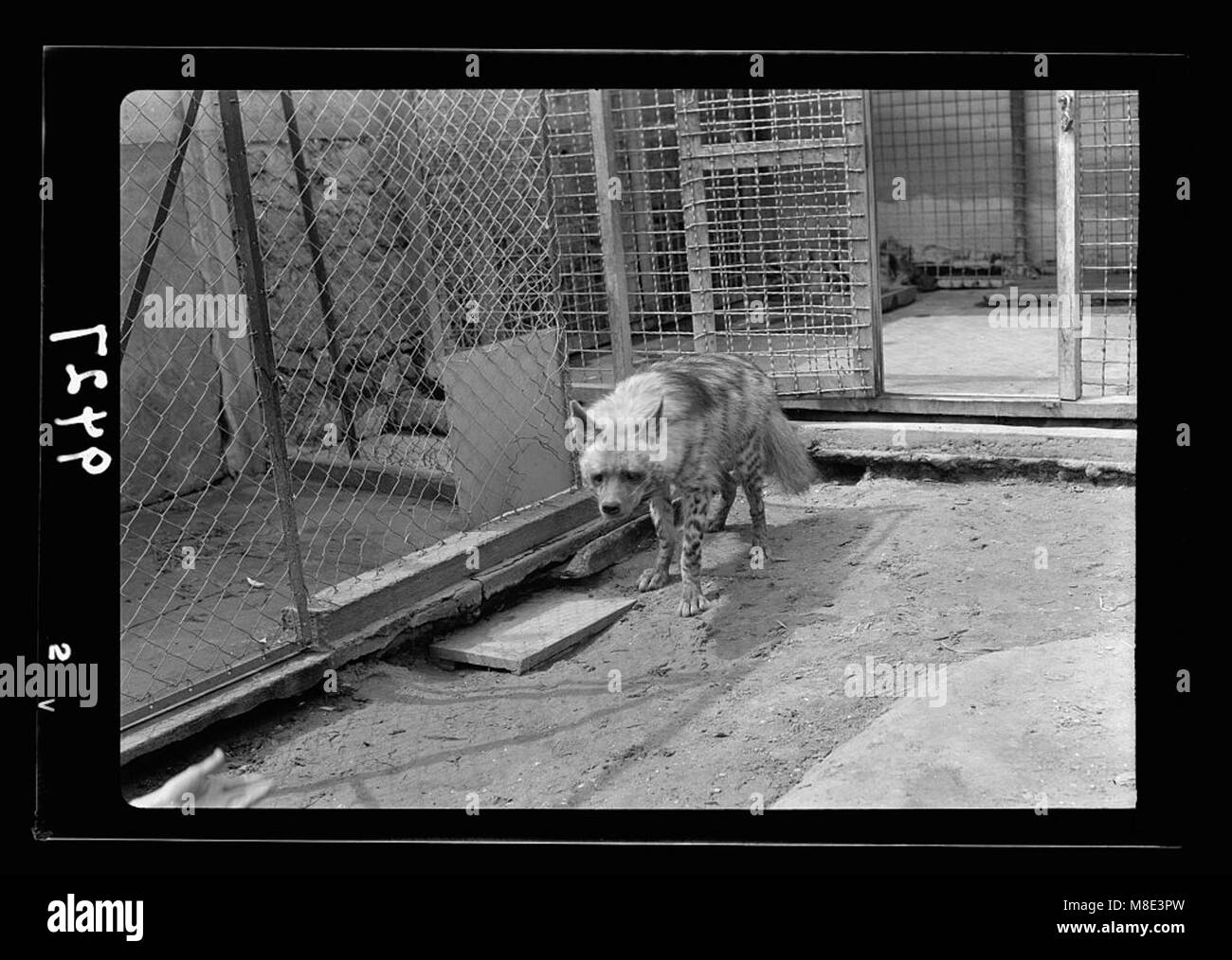This photograph shows a tamed hyena at the Tel Aviv Zoo, taking a walk ...