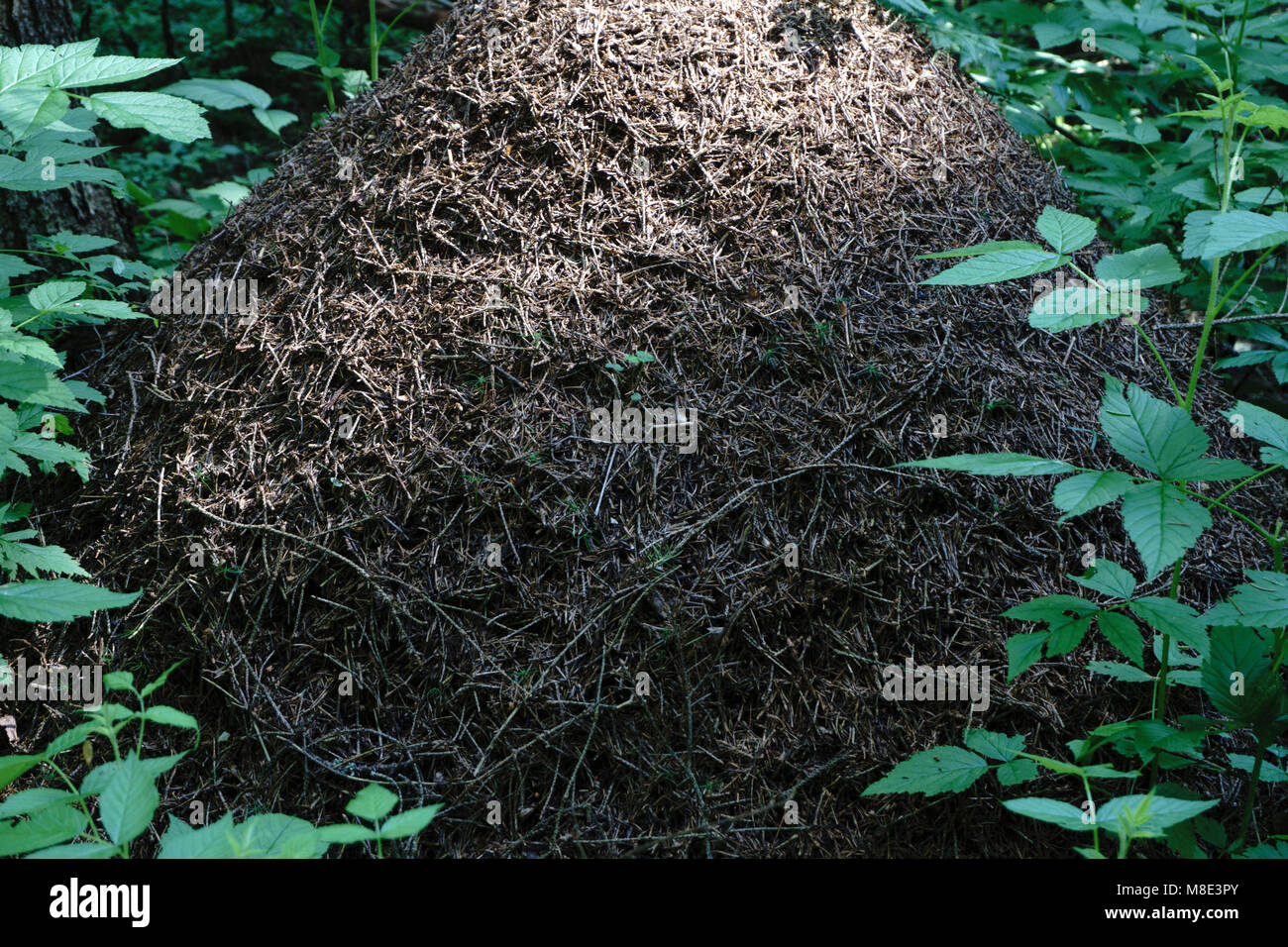 Big anthill in the woods. Big anthill with colony of ants in summer ...