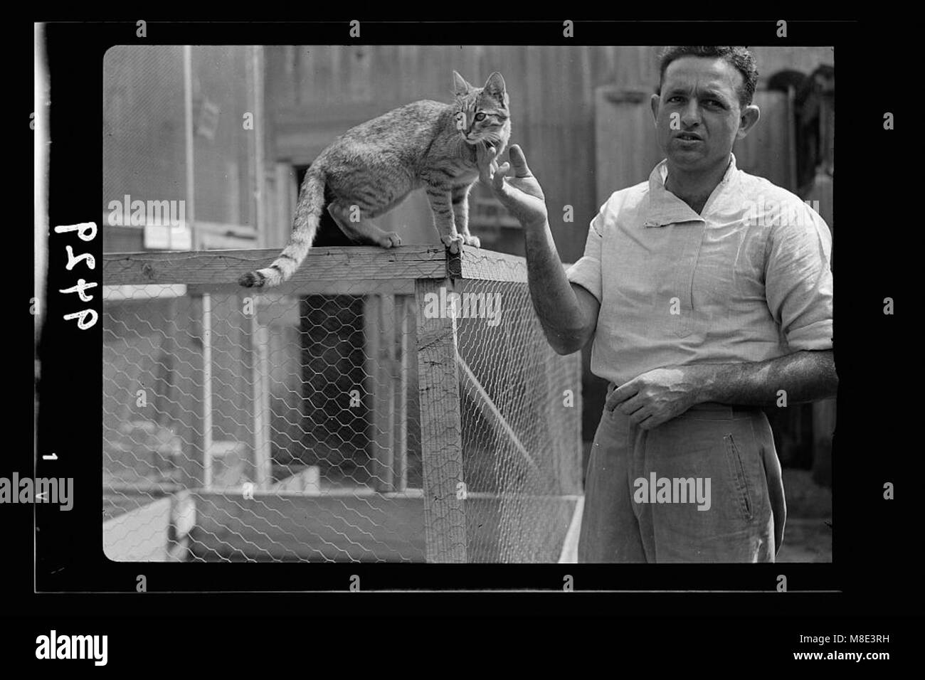 A wild cat, discovered on Mt. Carmel in Palestine, is featured at the ...