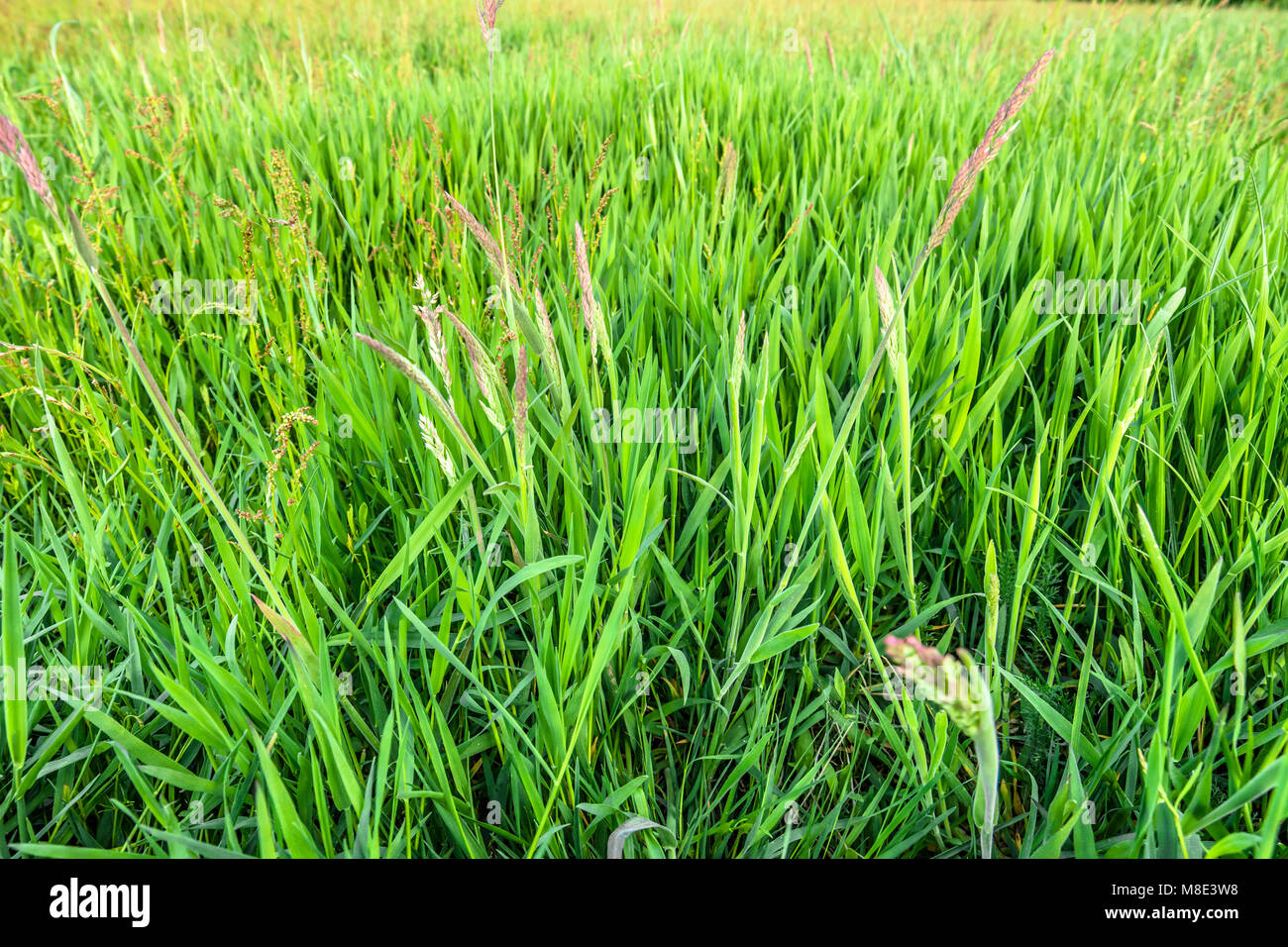Fresh green grass, close-up, growth on spring meadow, background Stock ...