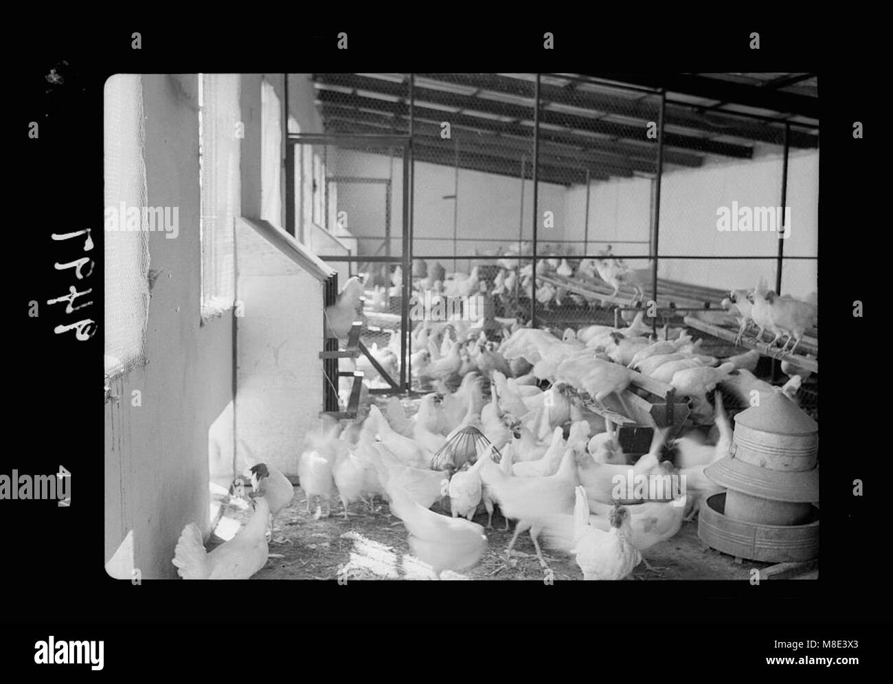 An interior view of a chicken house at the Bethlehem Poultry Farm in ...