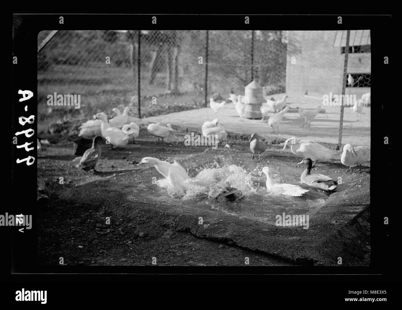 A duck pond at the Bethlehem Poultry Farm, known as Esan Safieh ...