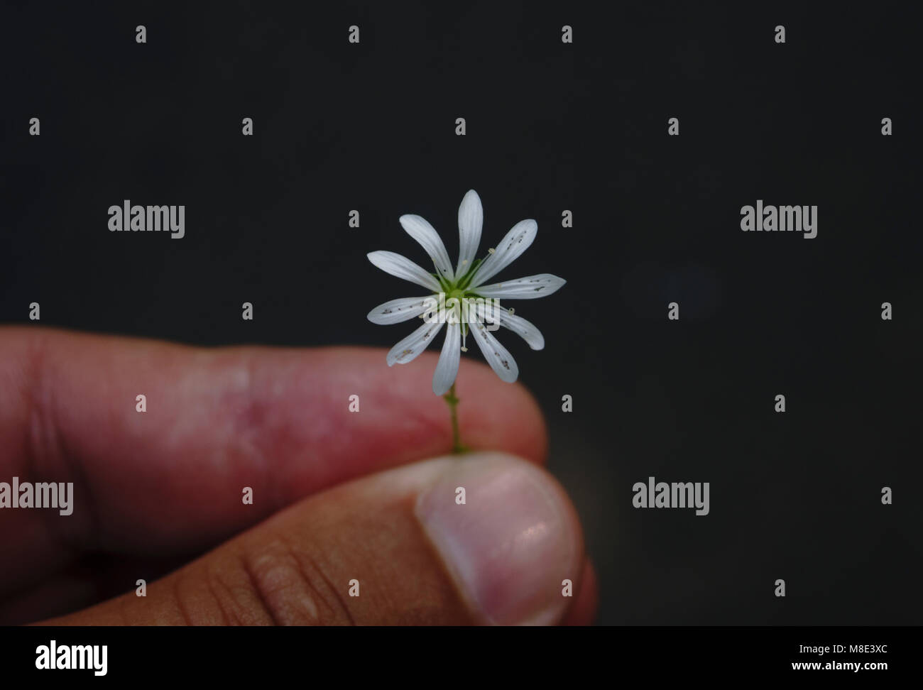 one Small white flower Stock Photo - Alamy