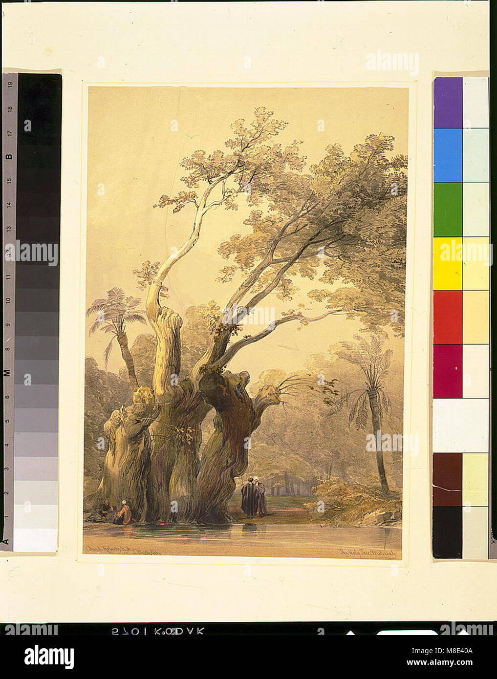 Tree of david hi-res stock photography and images - Alamy